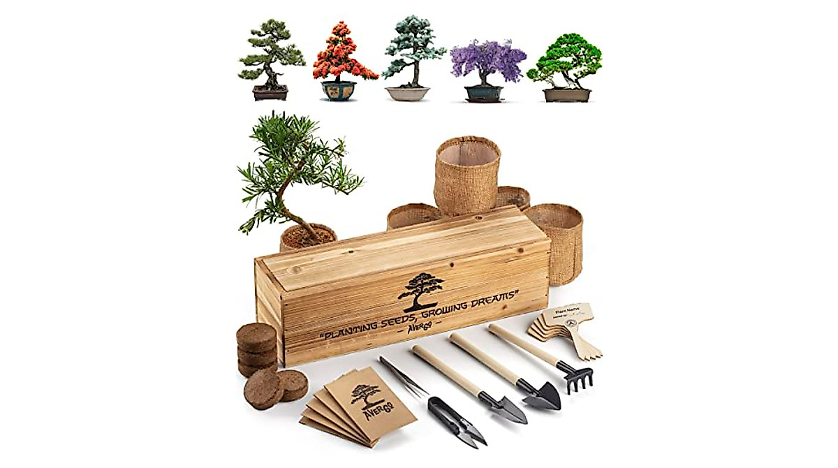 Bonsai Tree Kit – 5X Unique Japanese Bonzai Trees | Complete Indoor ...