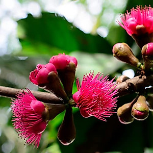 Malay Apple Tree, Water Apple Fruit Tree Plant - 6-8 Inc Tall for Planting, Syzygium Malaccense
