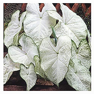Fancy Leaf Caladium - June Bride - Large Size Root - Zones 9-11