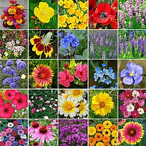 Heirloom Flower Seed Mix - 5 Pounds - Mixed Wildflower Seeds, Heirloom Seed Attracts Bees, Attracts Butterflies, Attracts Hummingbirds, Attracts Pollinators, Easy to Grow & Maintain, Container