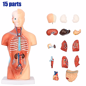 Human Body Model Removable Anatomy Model Teaching Medical Education 15 Parts Human Torso Organs Model