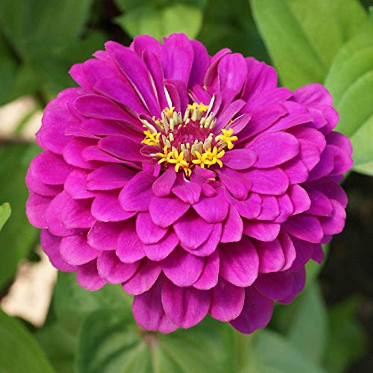 Zinnia "Merlot Mix" Flower Seeds for Planting, 200+ Flower Seeds Per Packet, Meteor, Purple Prince and Scarlet Flame Zinnias, Non GMO & Heirloom Seeds, Botanical Name: Zinnia elegans