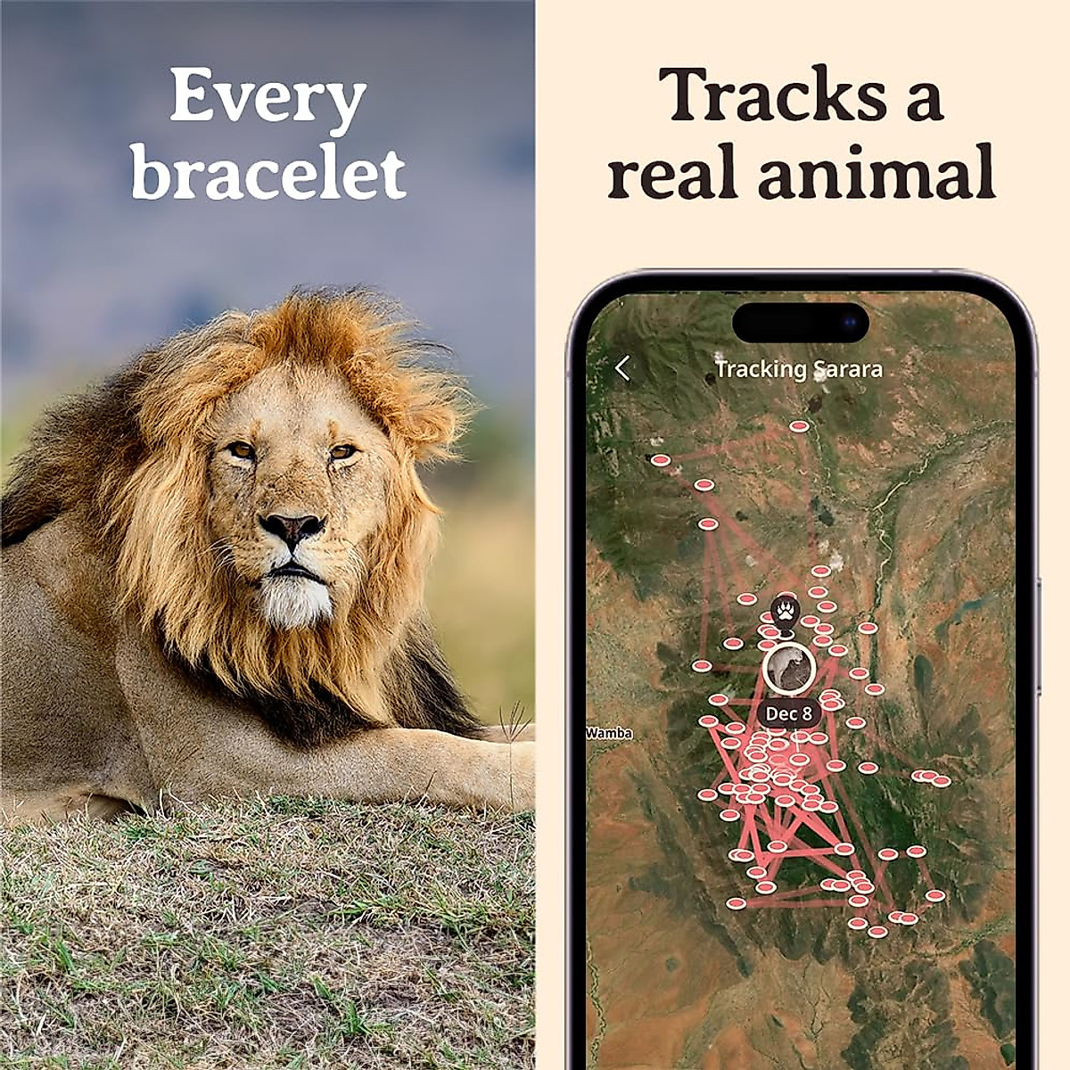Fahlo Lion Tracking Bracelet, Elastic, supports EWASO Lions, one size fits most for Men and Women (Sky Stone)