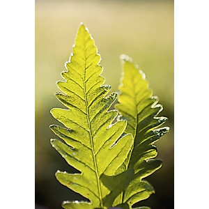 Posterazzi Close-Up Of Green Ferns Saint-Remi-De-Tingwick Quebec Canada Poster Print, (12 x 18)