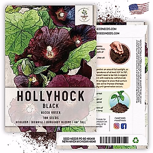 Seed Needs, Black Hollyhock Seeds - 100 Heirloom Seeds for Planting Alcea rosea - Great for Gothic Gardens, Open Pollinated Biennial That Attracts Pollinators (1 Pack)