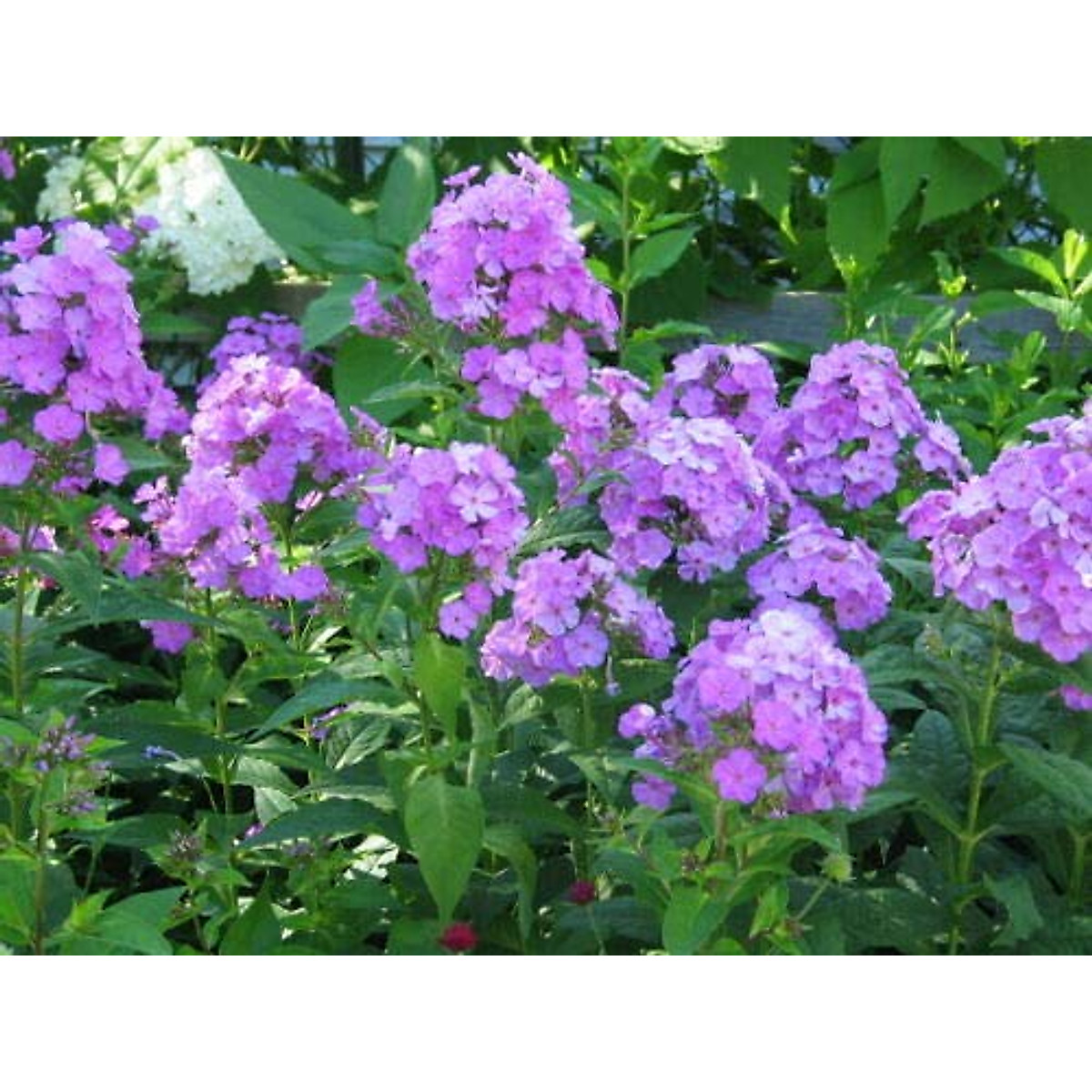 Tall Purple Phlox Paniculata Garden Summer Native Hummingbird Flower jocad (10 Seeds)