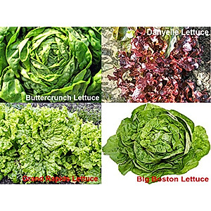 Please Read! This is A Mix!!! 1000+ Lettuce Mix 21 Varieties Seeds Heirloom Non-GMO. Seeds are not Individually Packaged!