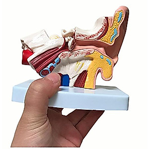 Doc.Royal Human Professional Desktop Ear Joint Simulation Model Medical Anatomy PVC Plastic Type DR-XF-102