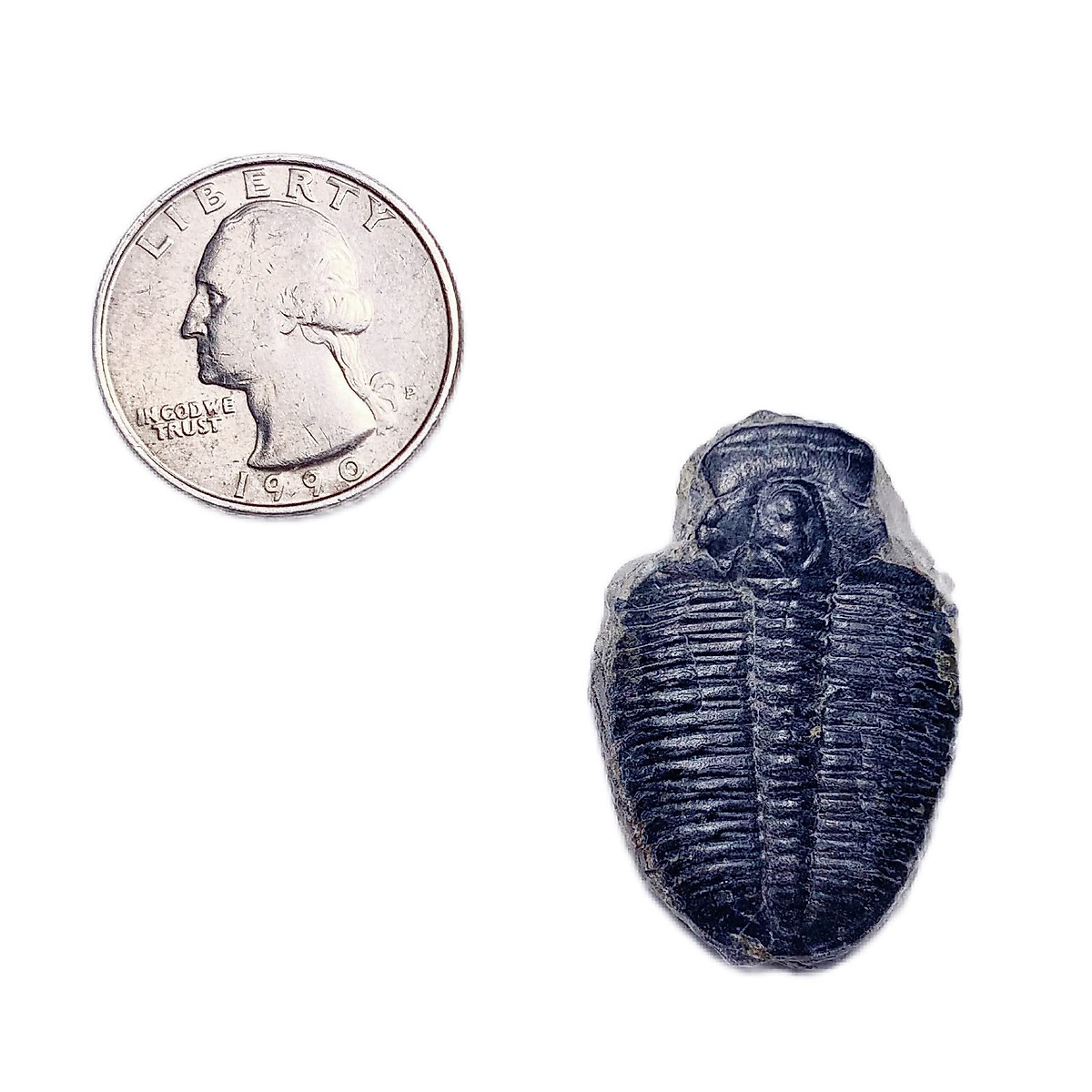 Elrathia Kingi Trilobite Fossil Specimen - Natural - Found in USA!