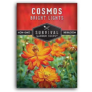 Survival Garden Seeds - Bright Lights Cosmos Seed for Planting - Packet with Instructions to Plant and Grow Cosmos Sulphureus in Your Home Flower or Vegetable Garden - Non-GMO Heirloom Variety