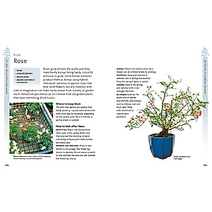 The Bonsai Beginner's Bible