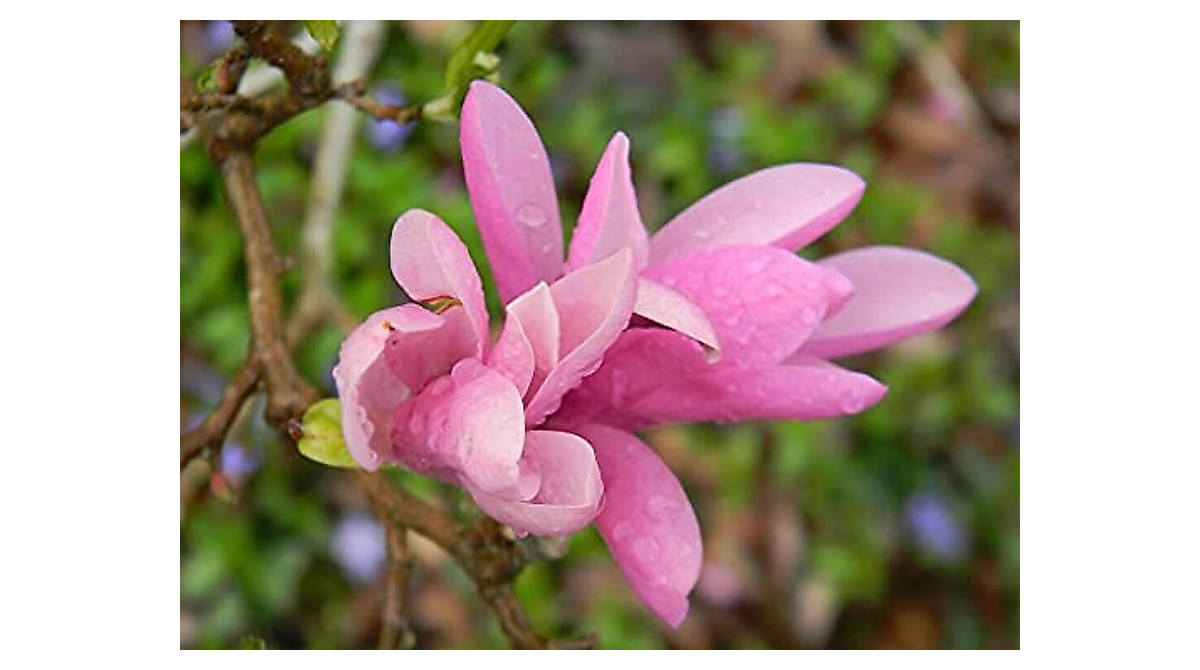 Jane Magnolia Tree - Hardy 6-12" Shrub with Tulip Blooms