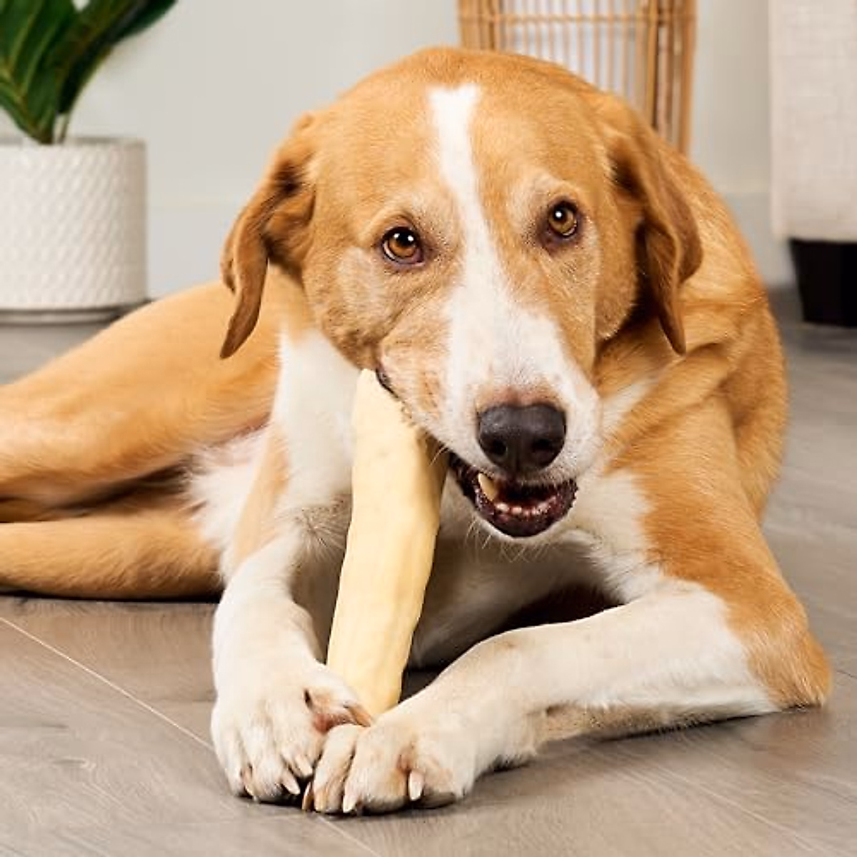 Treatly USA Collagen Rolls 9-10" Dog Chew Treats - Natural Flavor, 4 Count/1 Pack