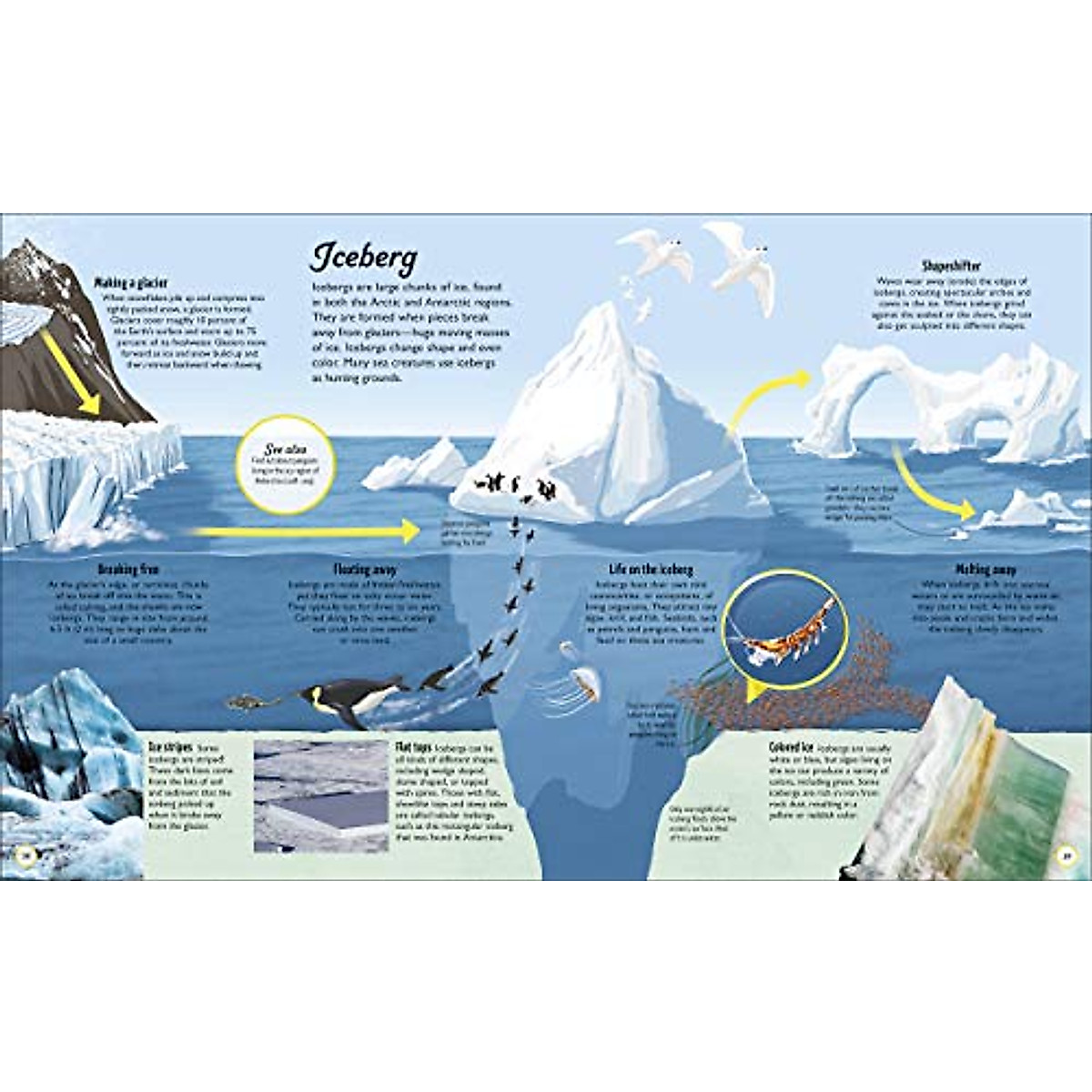 Life Cycles: Everything from Start to Finish (DK Life Cycles)