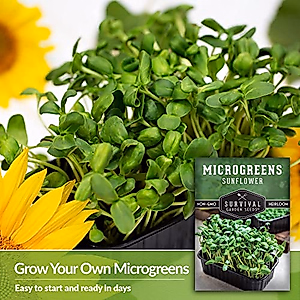 Survival Garden Seeds Sunflower Microgreens for Sprouting and Growing - 2 Packs - Sprout Green Leafy Micro Vegetable Plants Indoors - Grow A Mini Windowsill Garden - Non-GMO Heirloom Variety