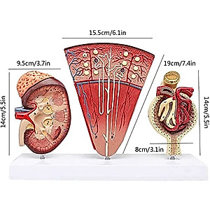 DEIOVR Human Model for Anatomy, Human Kidney Anatomical Model, Nephron Glomerulus Anatomy Medical Study Kits Human Life Size Model for Medical Teaching