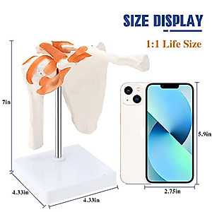 HINGONS Shoulder Joint Model, Life Size Human Anatomical Shoulder Ligament Model for Patient Science Education and Anatomy Research (Includes a Base)