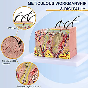 Healthible Skin Anatomy Model - 35X Enlarged Anatomical Skin Layer Structure Model Skin Anatomical Model with Hair for Science Classroom