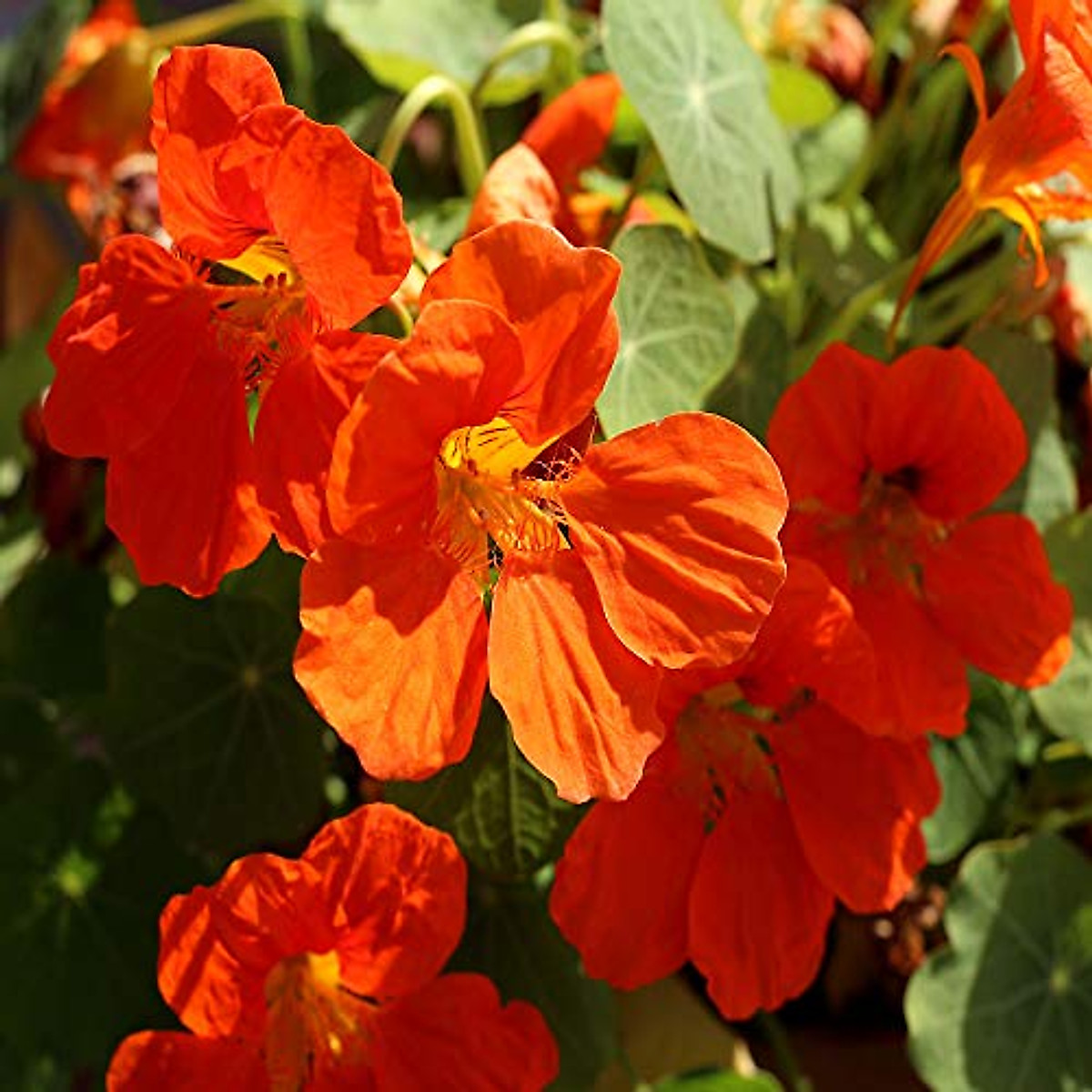 Outsidepride Tropaeolum Nasturtium Orange Climbing, Vining, Flowering, Plants for Trellis, Fences, Arbors & More - 200 Seeds