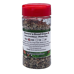 500 Orius insidiosis - Minute Pirate Bugs