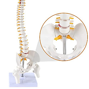 HINGONS Miniature Spine Anatomy Model, 15.5" Mini Vertebral Column Model Details Vertebrae, Spinal Nerves, Lumbar & Pelvis, with Stand for Medical Students and Chiropractors (Includes Product Manual)