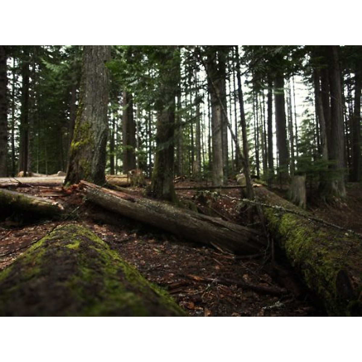 Olympus E-PL5 Mirrorless Digital Camera with 14-42mm Lens (Black)