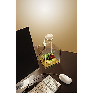 Marina CUBUS Glass Betta Kit – Elegant Glass Aquarium for Homes or Offices