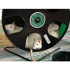 Wodent Wheel 11 Inch & Tail Shield - Running Wheel for Small Pets Bundled with Critter Pops Treats