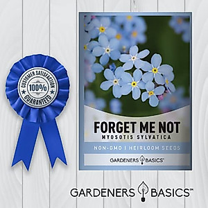 Forget Me Not Seeds for Planting - Myosotis Sylvatica Memorial and Funeral Seeds for Remembrance Beautiful Blue Perennial Forget Me Not Flowers Open Pollinated for Flower Gardens by Gardeners Basics