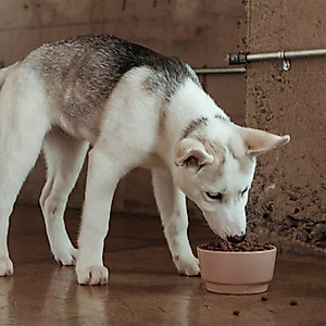 Jinx Salmon, Sweet Potato, Carrot & ALS Kibble Dry Dog Food, 11.5 lbs.