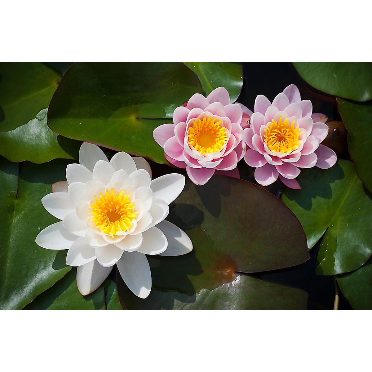 35 Pcs Bonsai Lotus Seeds for Planting Bowl Lotus Seeds, Water Lily Flower Plant Seeds. Great for Beginners and Seasoned Gardeners Alike.