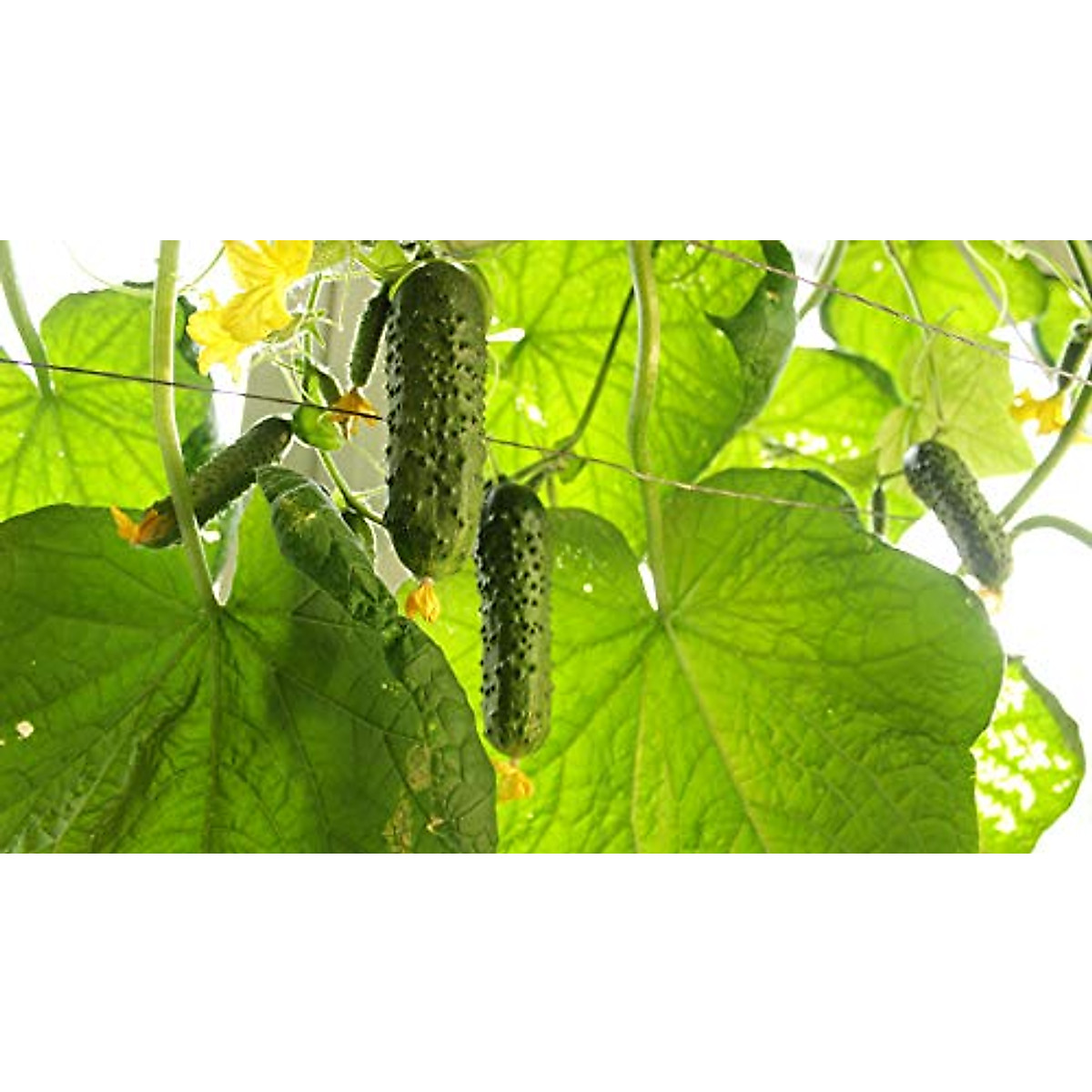Seeds Cucumber Indoor F1 Room Early Self-pollinated Pickling Vegetable for Planting Heirloom Non GMO