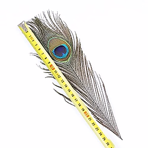 TinaWood 10PCS Real Natural Peacock Eye Feathers 9.8-11.8 inch for DIY Craft, Wedding Holiday Decoration…