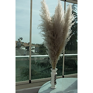 Natural & Dried Pampas Grass Plant Tall Gray 48"/120Cm 5 Stem 27+ Inch Plume for Flower Arrangement & Vase Decoration – Boho Bohemian Garden & Farmhouse Luxury Decor for Home,Wedding