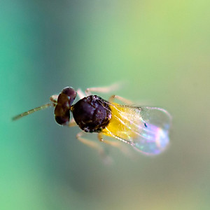 1,000 Encarsia Formosa