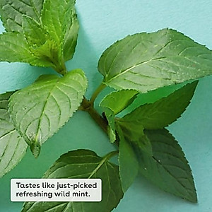 eos 100% Natural & Organic Lip Balm- Sweet Mint, Dermatologist Recommended, All-Day Moisture, Made for Sensitive Skin, Lip Care Products, 0.25 oz