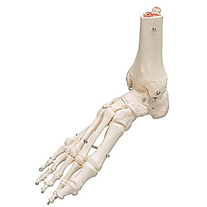 3B Scientific A31 Foot Skeleton w/portions of Tibia-Fibula - 3B Smart Anatomy