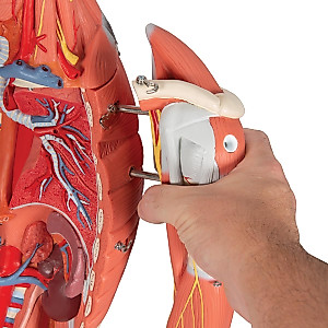 3B Scientific B50 Dual Sex Muscle Figure 45-part - 3B Smart Anatomy
