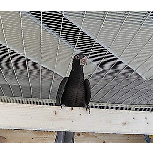 SWEETER HEATER Safe Heater for Chicks, Coops, & Animals, OH11x40, 150 Watt