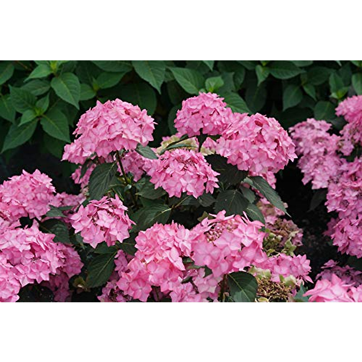 4.5 in. Qt. Let's Dance Can Do™ Reblooming Hydrangea (Serrata) Live Plant, Purple Flowers