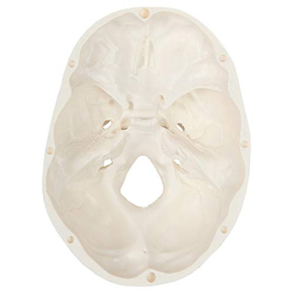 Axis Scientific Miniature Human Skull Model, 3.5" Tall 3-Part Anatomical Mini Human Skull Model with Removable Skull Cap and Moving Jaw, Realistic Skull Anatomy Model, Includes Detailed Product Manual