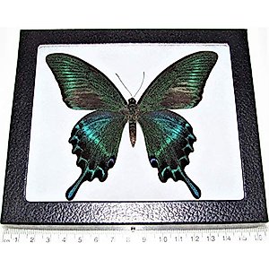 BicBugs Papilio maacki Summer Form Blue Green Butterfly China Framed