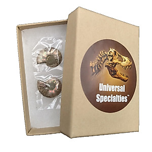 Universal Specialties Ammonite Pair 2pc Unique Fossil Stone Natural Specimen Shell Dinosaur Fossils Crystal Mineral Madagascar Feng Shui Chakra Energy Healing Raw Set Prehistoric Ancient Gemstone 2 cm