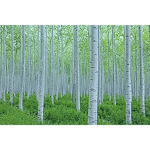 White Poplar Seeds for Planting - 30 Seeds - Stunning White Leaf Tree - Fast Growing Tree