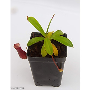 Tropical Pitcher Plant Bill Bailey Carnivorous Plant Live Plant