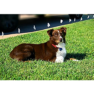 Extreme Dog Fence G2 Additional Fence Dog Collar with Large and Medium Set of Comfort Contacts for Dogs and Puppies of All Hair Lengths