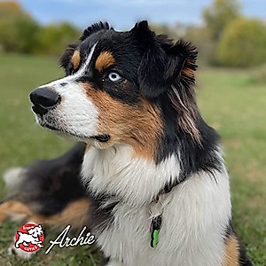 Fromm Family Remedies Chicken Formula Canned Wet Dog Food, 12.2 oz (12 in case)