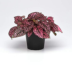 Outsidepride Hypoestes Splash Rose Polka Dot Container or Bedding Plant for Shade Gardens - 200 Seeds