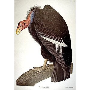 California Vulture. From"The Birds of America" (Amsterdam Edition)