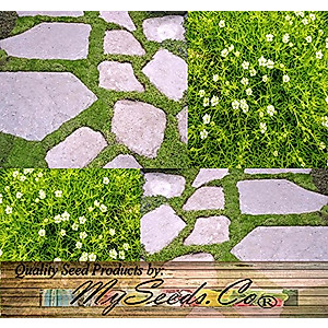 IRISH MOSS SEEDS, Sagina subulata, Heath Pearlwort, Perfect In Garden, Lawn Substitue or In-Between Stones, Groundcover Heath Pearlwort, Zones 4-10 - By MySeeds.Co (10000 Seeds)